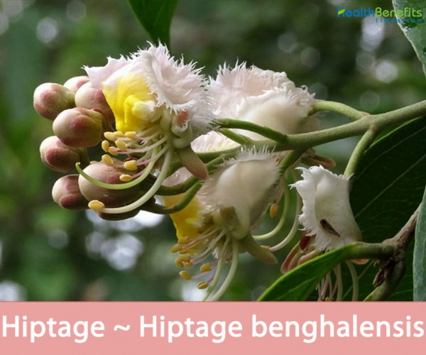 Hiptage (Helicopter Flower) facts and health benefits