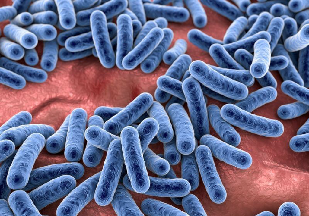 The Importance of Gut Flora for Optimal Health - Health Benefits