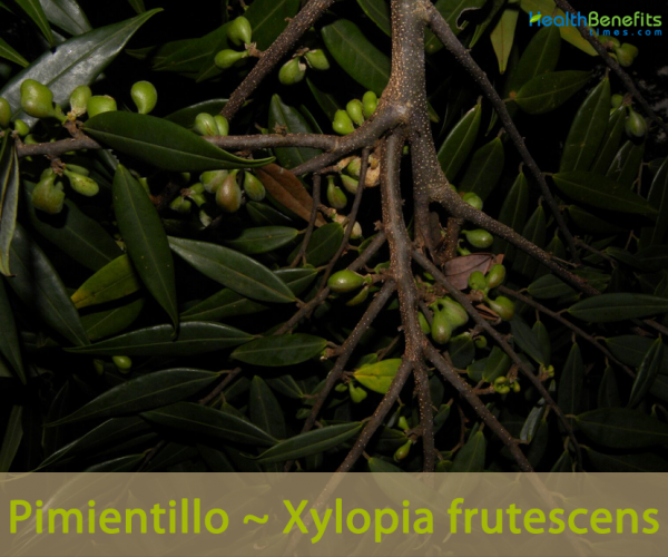 Facts about Pimientillo