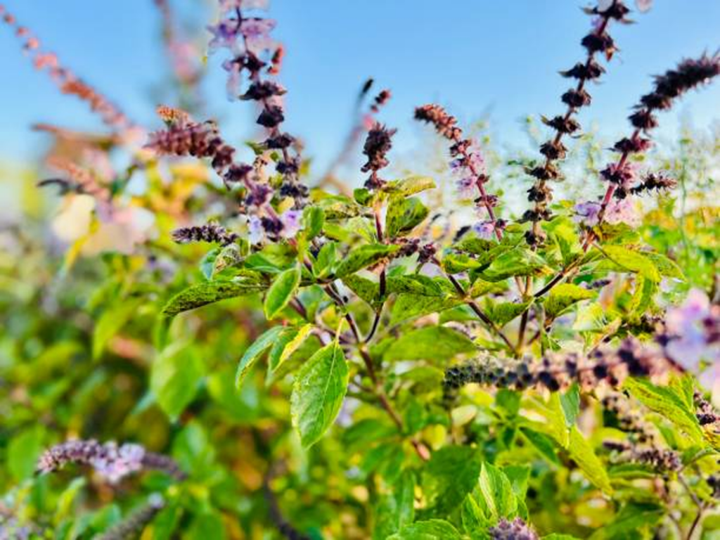 indian-herbs | Health Benefits