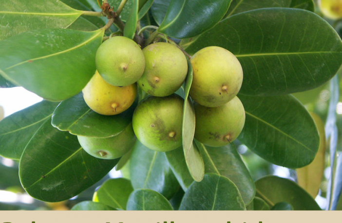 Salak Fruit facts and health benefits