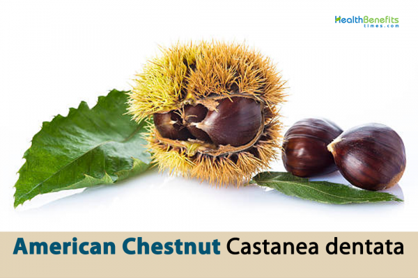 Health benefits of American Chestnuts