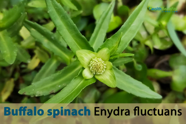 Health benefits of Buffalo Spinach