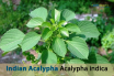 Health benefits of Indian Acalypha - Health Benefits