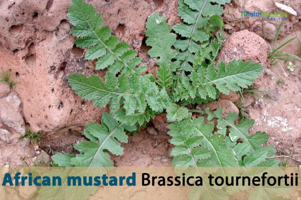 Health benefits of African Mustard