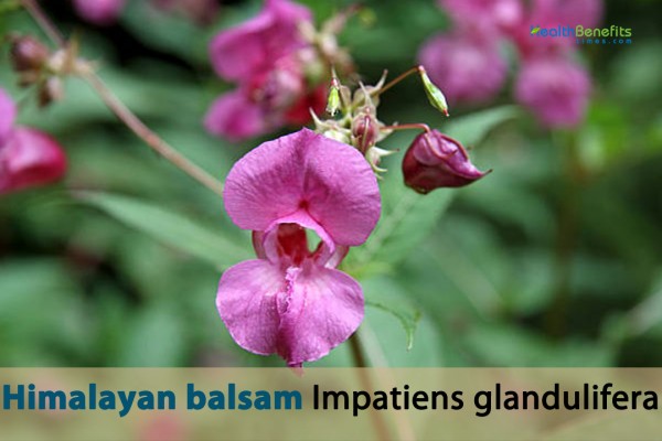 Health benefits of Himalayan Balsam