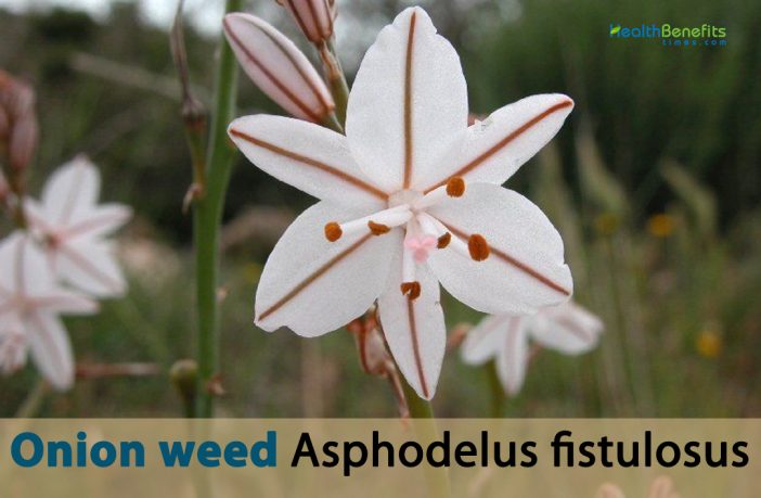 19 Top health benefits of Alum| HB times