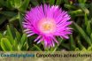 Health benefits of Coastal Pigface - Health Benefits