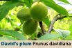 Health benefits of David's Plum - Health Benefits