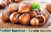 Health benefits of Turkish Hazelnut - Health Benefits