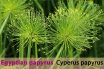 Health benefits of Egyptian Papyrus - Health Benefits