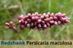 Health benefits of Redshank plant - Health Benefits