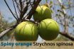 Health benefits of Spiny Orange - Health Benefits