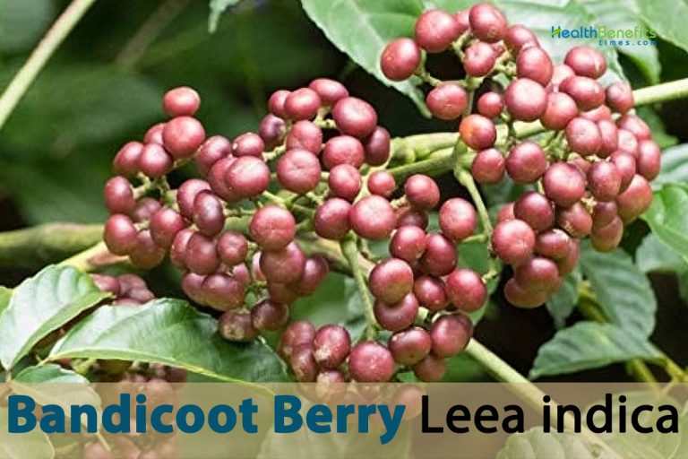 Health benefits of Bandicoot Berry - Health Benefits