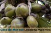 Health benefits of Coco de Mer nut - Health Benefits