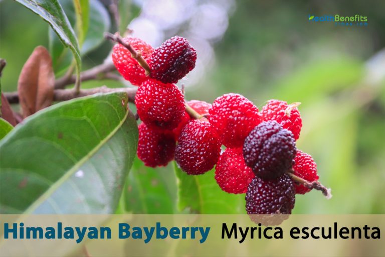 Health benefits of Himalayan Bayberry (Kaphal) - Health Benefits