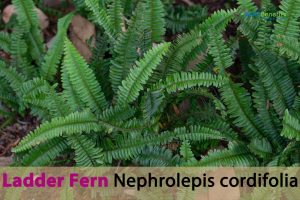 Health benefits of Ladder Fern or Pani Amala - Health Benefits