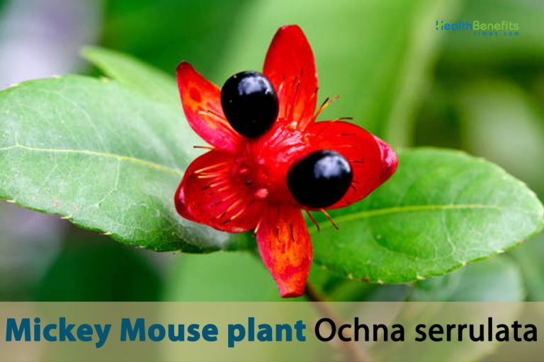 Health benefits of Mickey Mouse Plant - Health Benefits