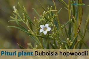 Health benefits of Pituri plant - Health Benefits