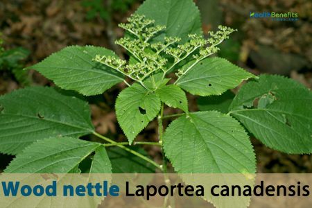 Health benefits of Wood nettle - Health Benefits