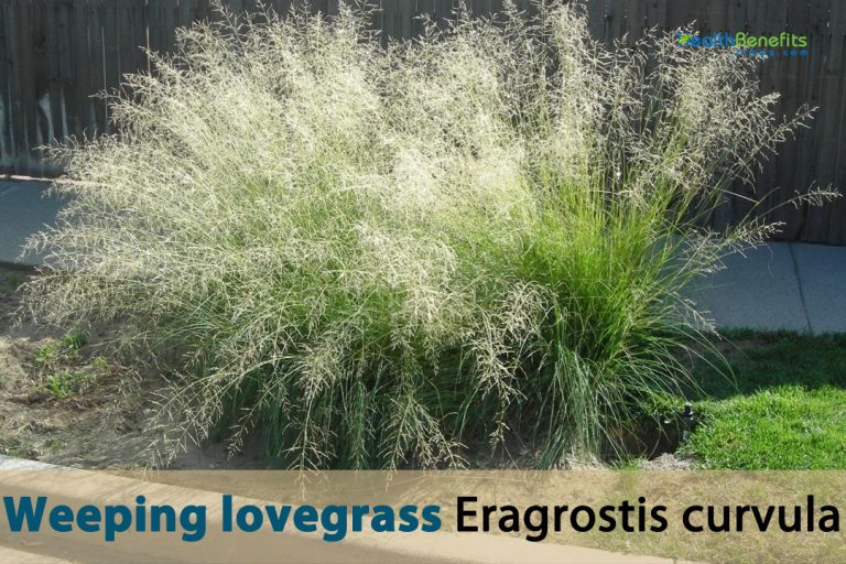 Health benefits of Weeping lovegrass - Health Benefits