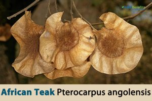 Health benefits of African Teak - Health Benefits