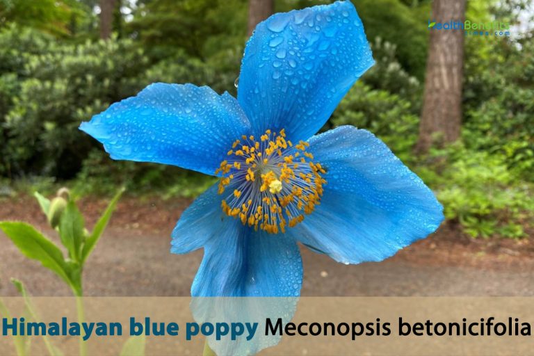 Health benefits of Himalayan Blue Poppy - Health Benefits