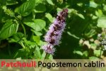 Health benefits of Patchouli - Health Benefits