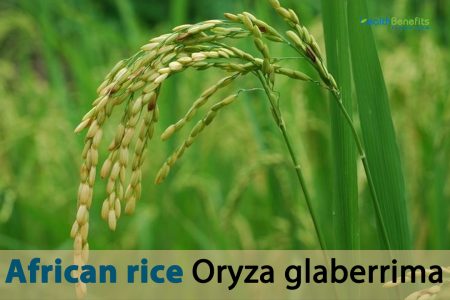 Health benefits of African rice - Health Benefits