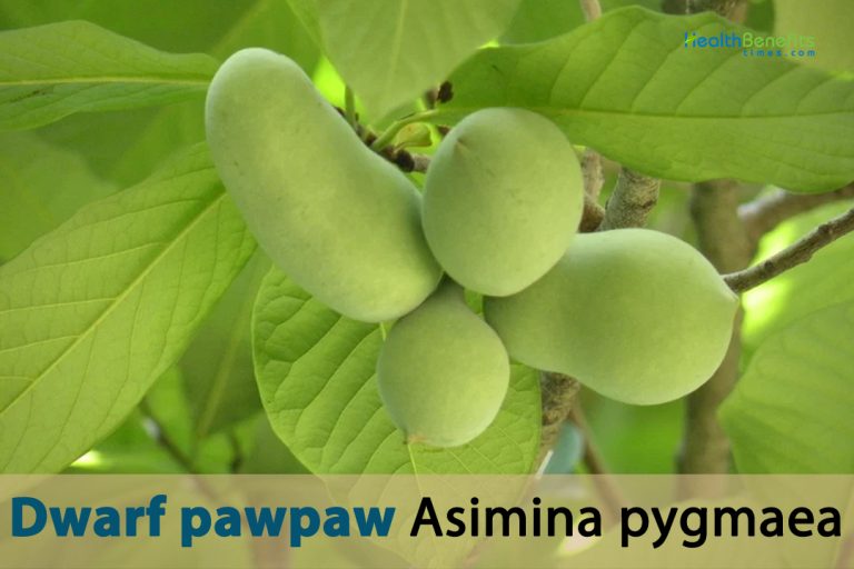 Health benefits of Dwarf Pawpaw - Health Benefits