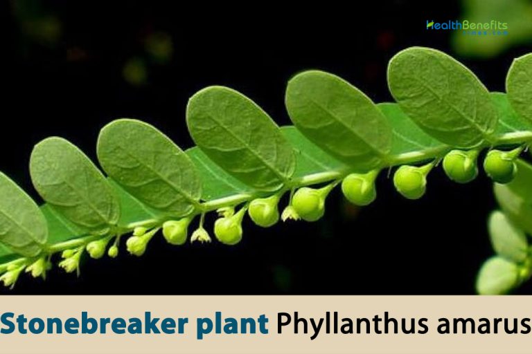 Health benefits of Stone breaker plant - Health Benefits