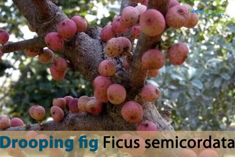 Traditional uses and benefits of Drooping fig - Health Benefits