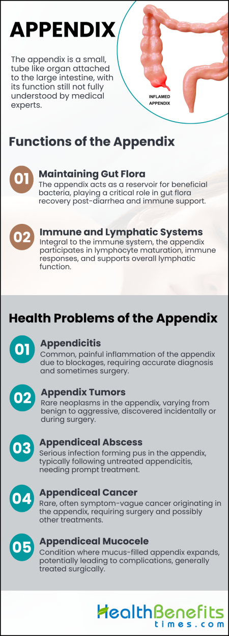 What is Appendix? - Health Benefits