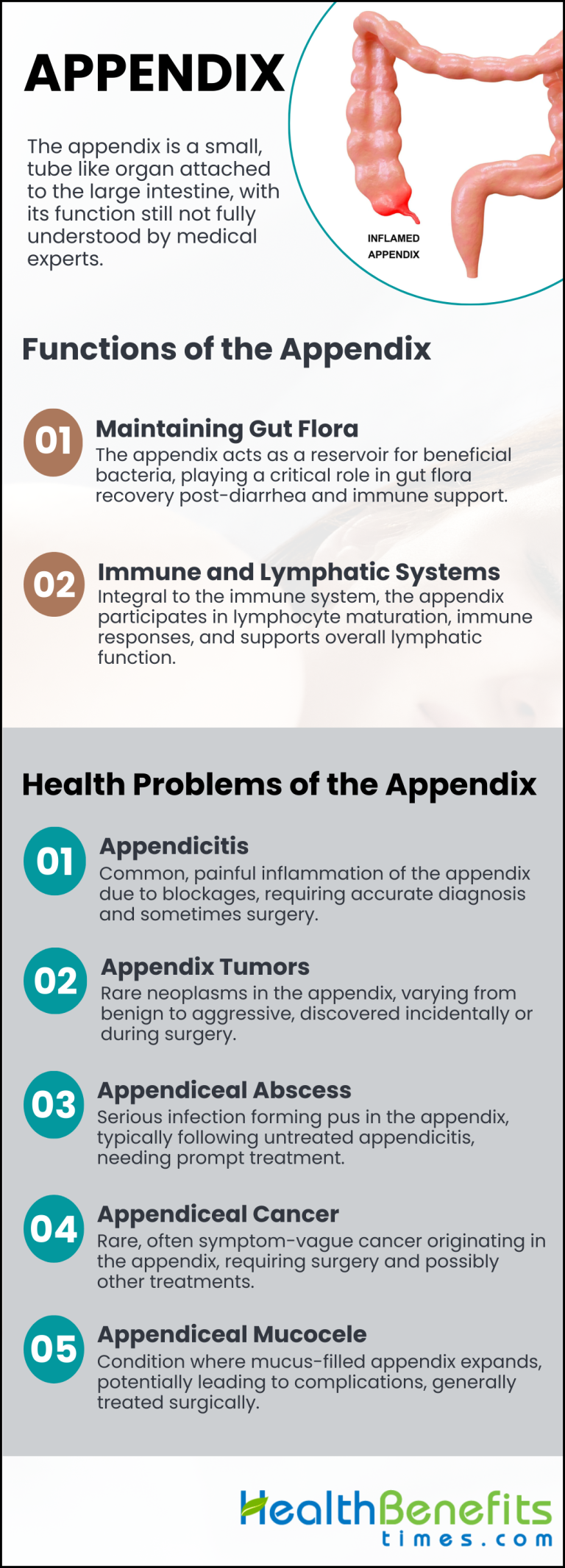 What is Appendix? - Health Benefits