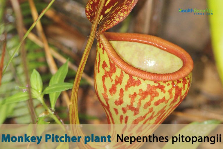 Uses of Monkey Pitcher plant - Health Benefits