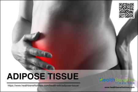 What is Adipose Tissue? - Health Benefits