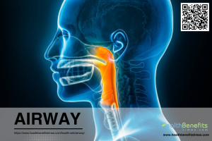 What is Airway? - Health Benefits