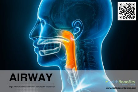 What is Airway? - Health Benefits
