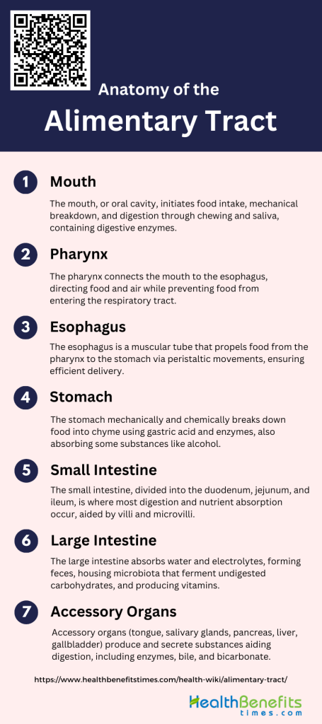 Understanding the Alimentary Tract: A Comprehensive Overview - Health ...
