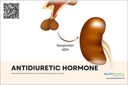 What is Antidiuretic Hormone? - Health Benefits