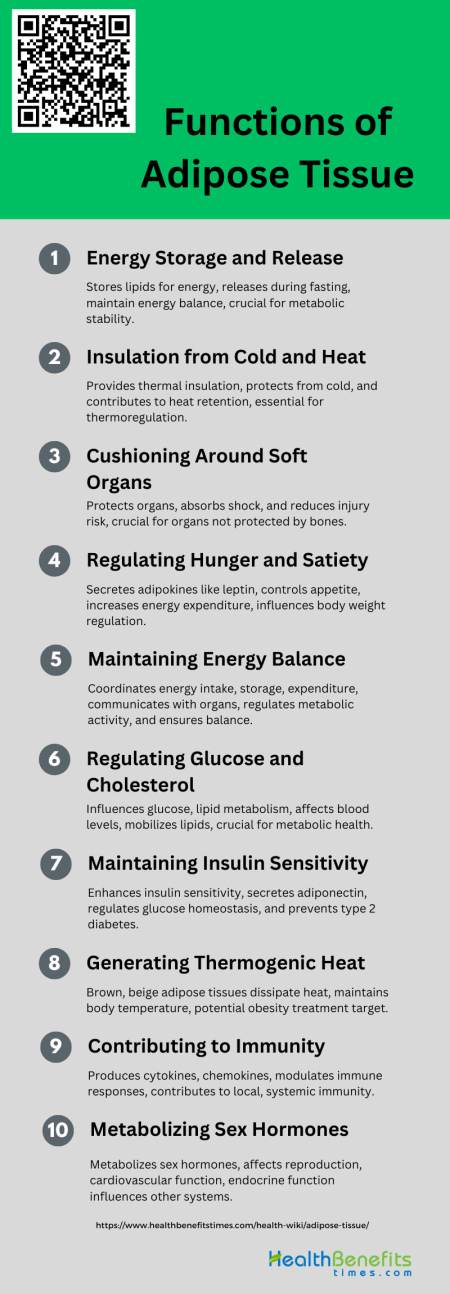 What is Adipose Tissue? - Health Benefits