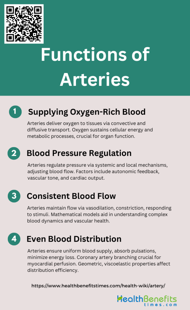 Functions of Arteries | Health Benefits