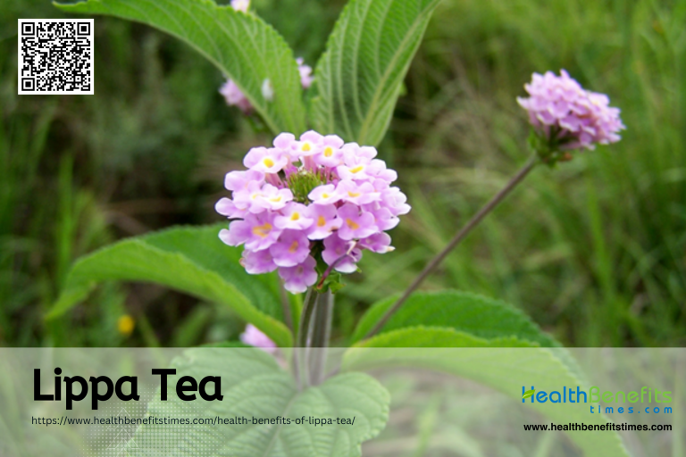 Health benefits of Lippa Tea (Lippia multiflora) - Health Benefits