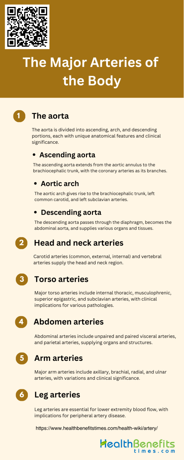What is Artery? - Health Benefits