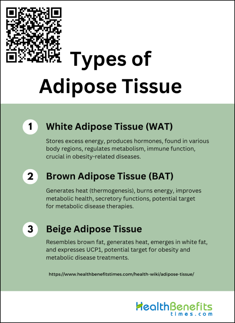 What is Adipose Tissue? - Health Benefits