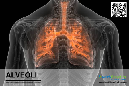 What are Alveoli? - Health Benefits