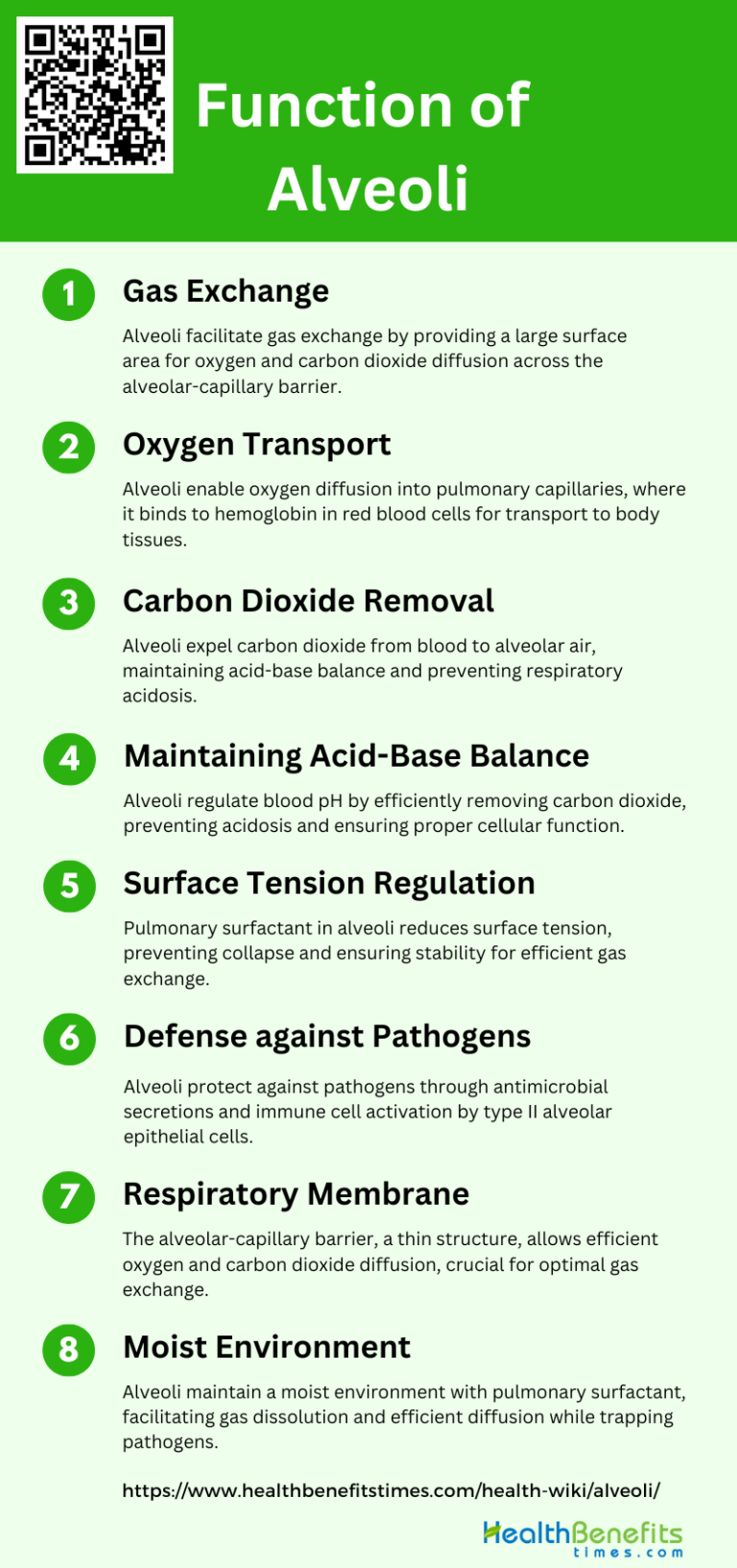 What are Alveoli? - Health Benefits