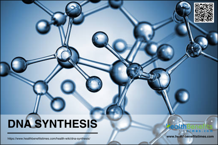 What is DNA synthesis? - Health Benefits