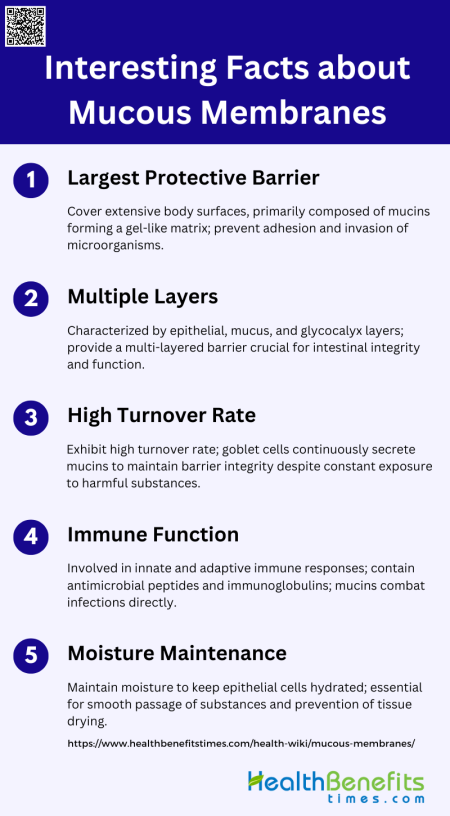 What are Mucous membranes? - Health Benefits