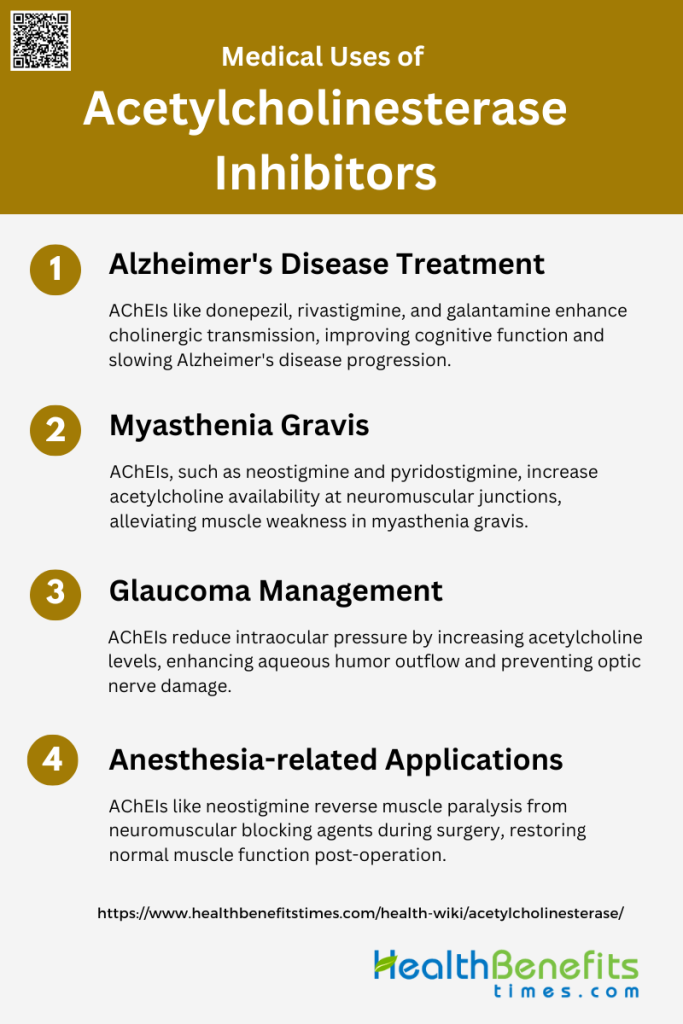 What is Acetylcholinesterase? - Health Benefits